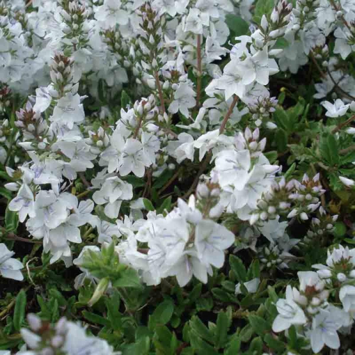 Veronica prostrata Alba - Véronique prostrée aux nombreux épis de fleurs blanches