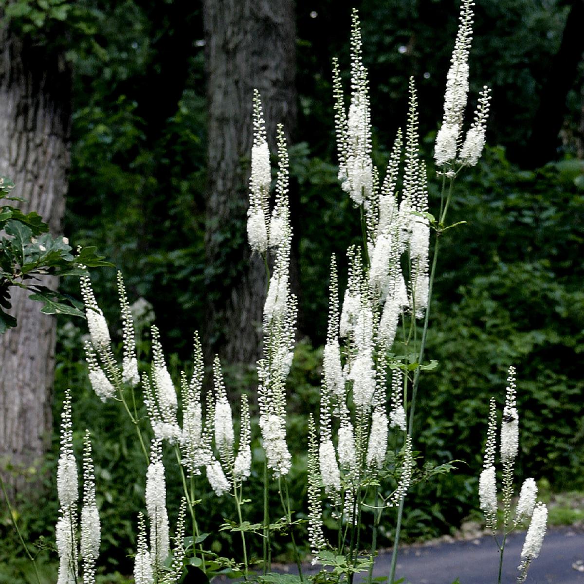 Veronicastrum virginicum Diana - Véronique - Grande vivace d'été aux ...