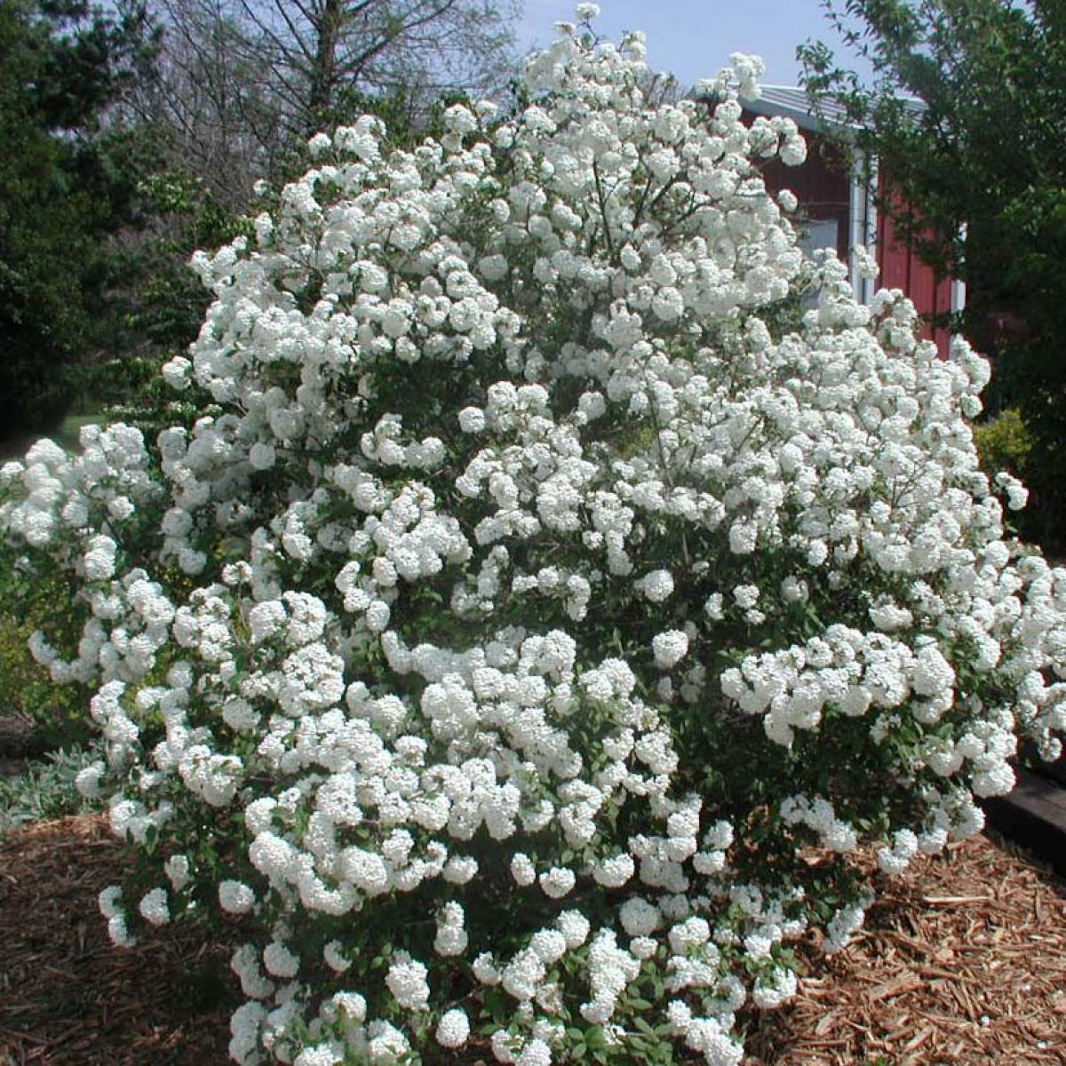 Viburnum Pragense - Viorne persistant à floraison printanière blanche