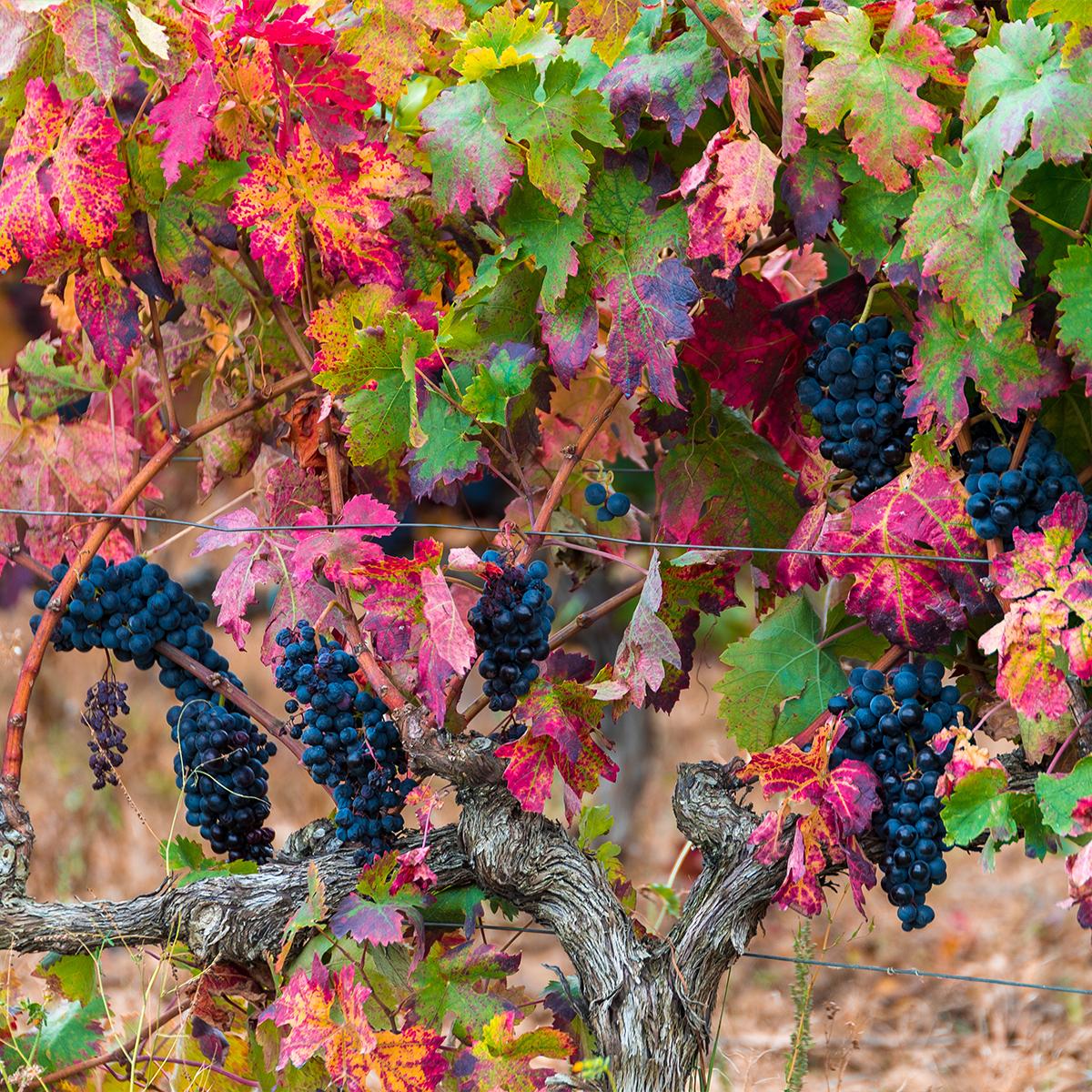 Vitis Brant - Vigne décorative à raisins noirs et belles couleurs d'automne