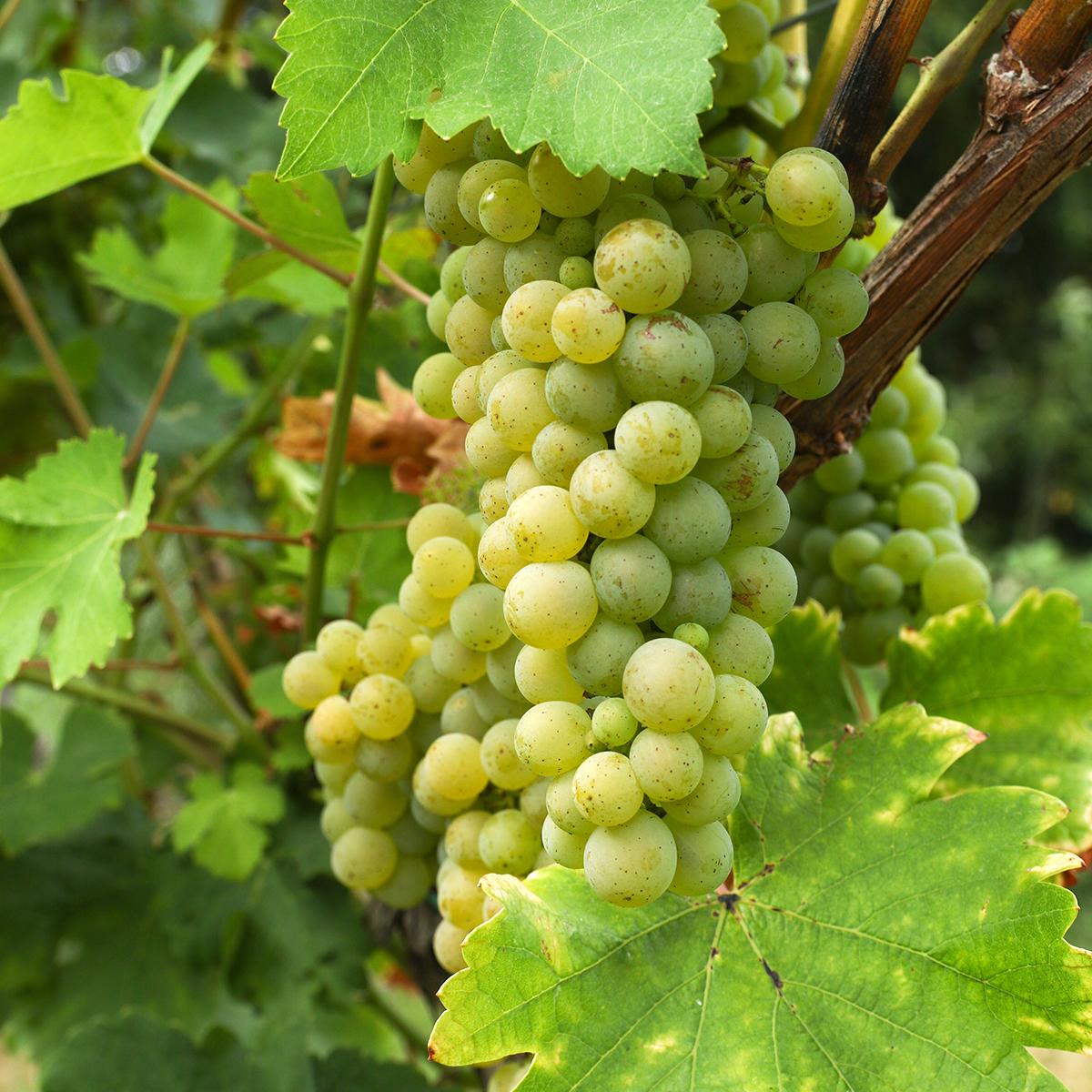 Vigne Lilla - Vitis vinifera - Vigne de table résistante aux maladies et aux raisins à grains ...