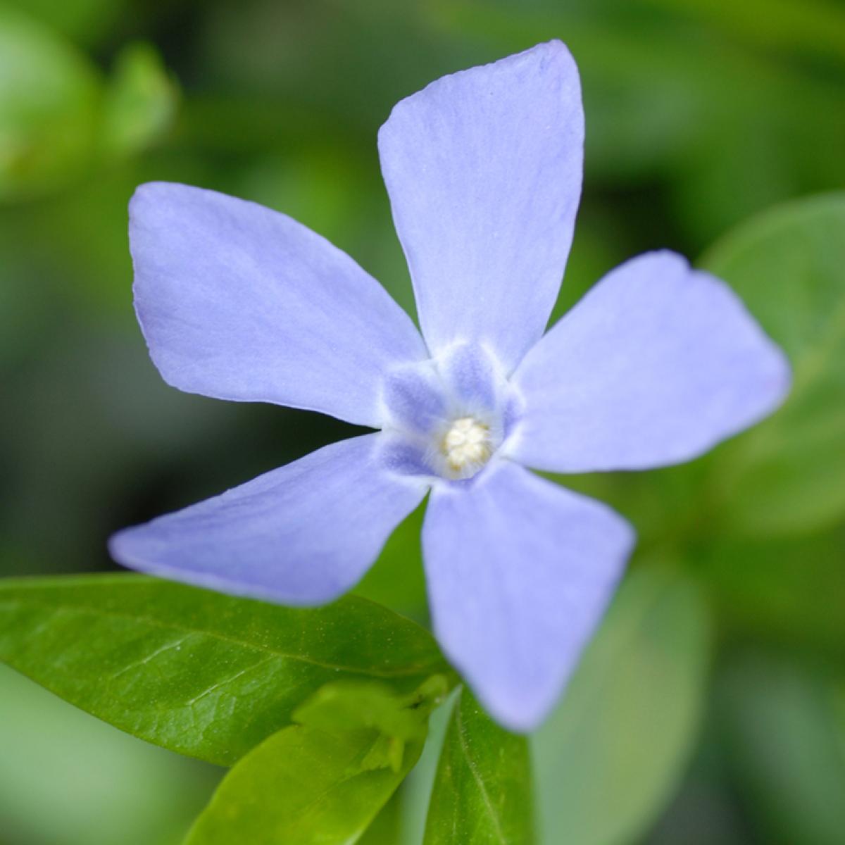 Petite Pervenche - Vinca minor à fleurs bleu clair