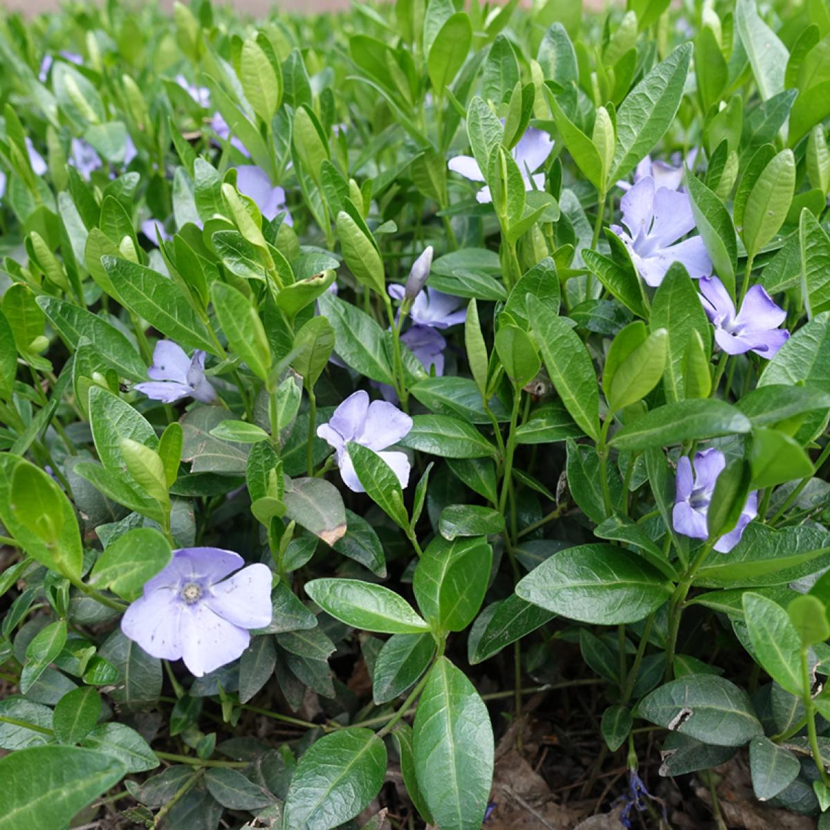 Petite Pervenche - Vinca minor à fleurs bleu clair
