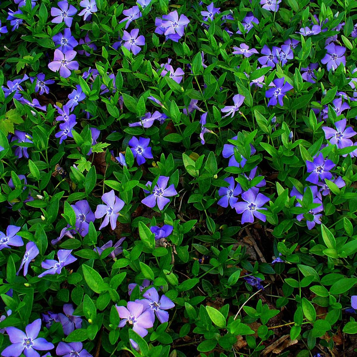 Vinca minor- Petite pervenche - Couvre sol persistant à fleurs bleu pervenche.