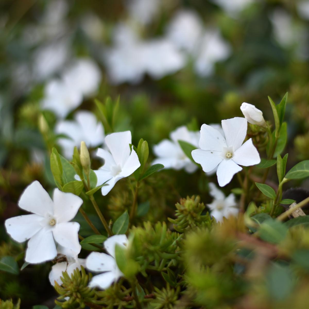 Vinca minor Alba - Petite pervenche couvre-sol persistante aux fleurs ...