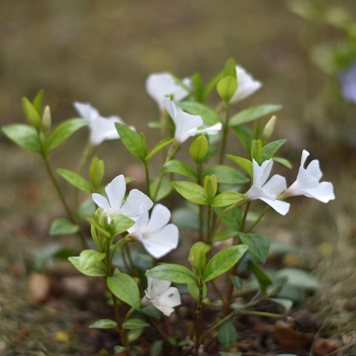 Vinca minor Alba - Petite pervenche couvre-sol persistante aux fleurs ...