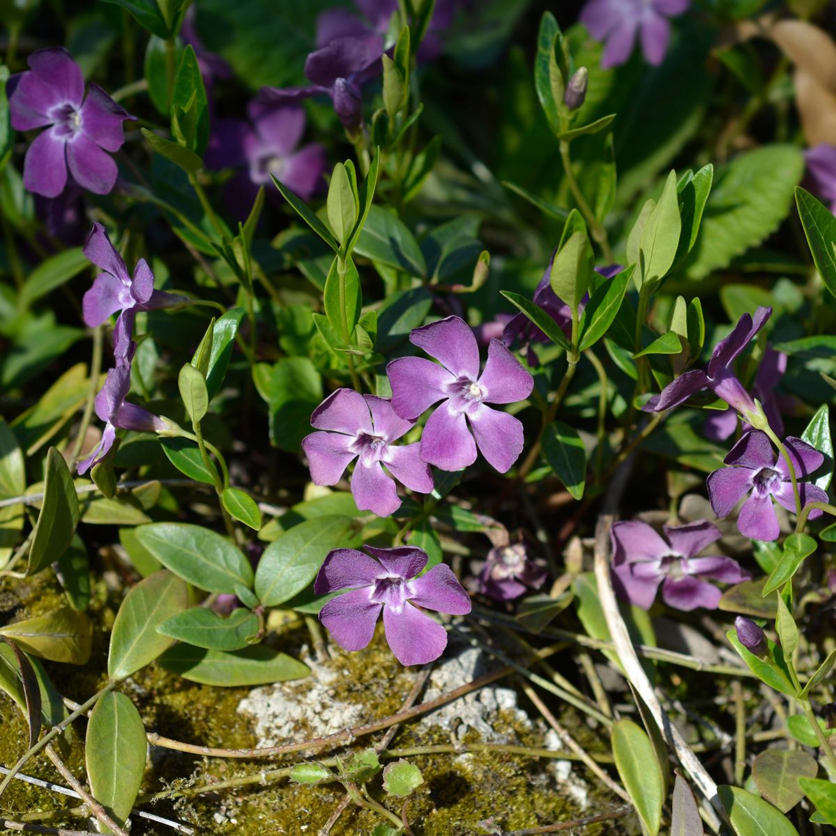 Pervenche - Vinca Minor Atropurpurea - Un couvre sol à jolies fleurs pourpres
