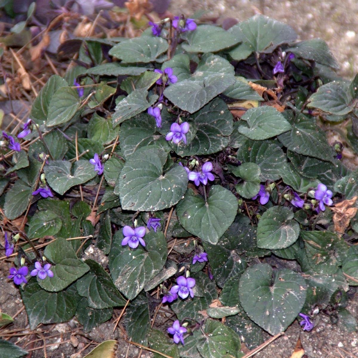 Violette du Labrador - Viola riviniana Purpurea - Vivace couvre-sol à ...