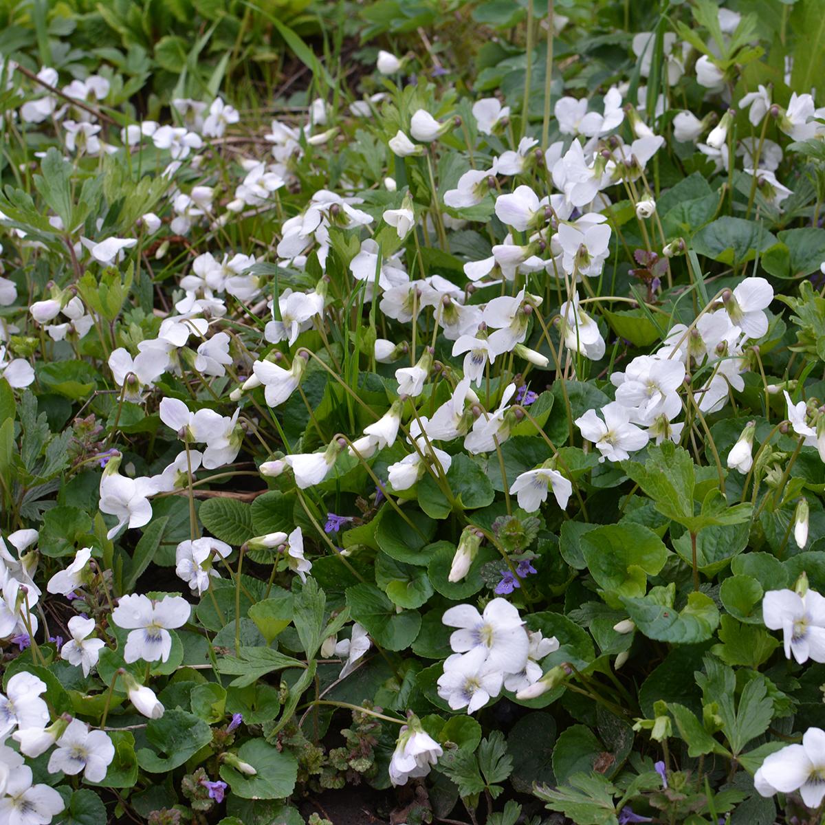 Viola odorata Alba - Violette odorante à fleurs blanches