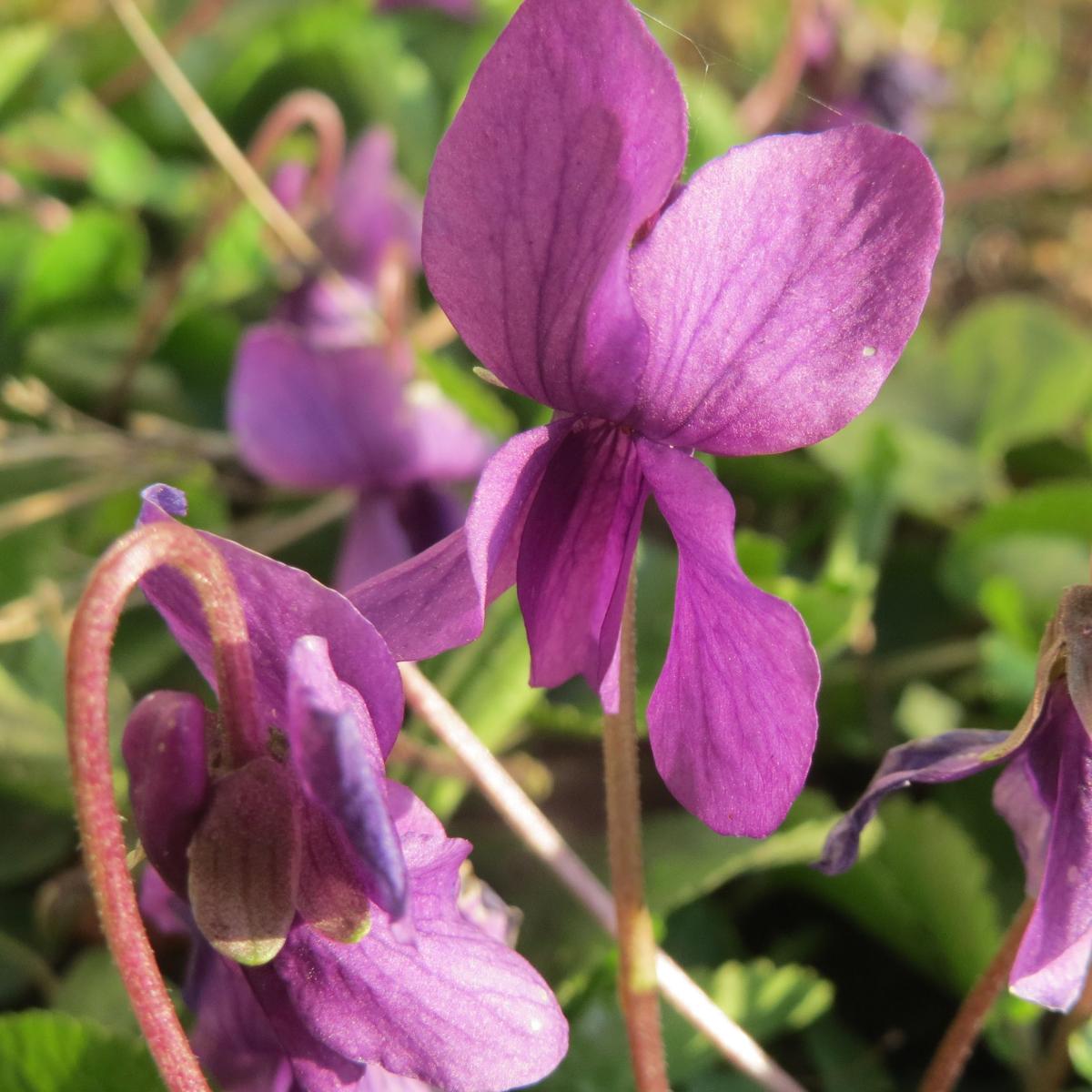 Viola odorata Red Charm- Violette odorante - Vivace à fleurs parfumées ...