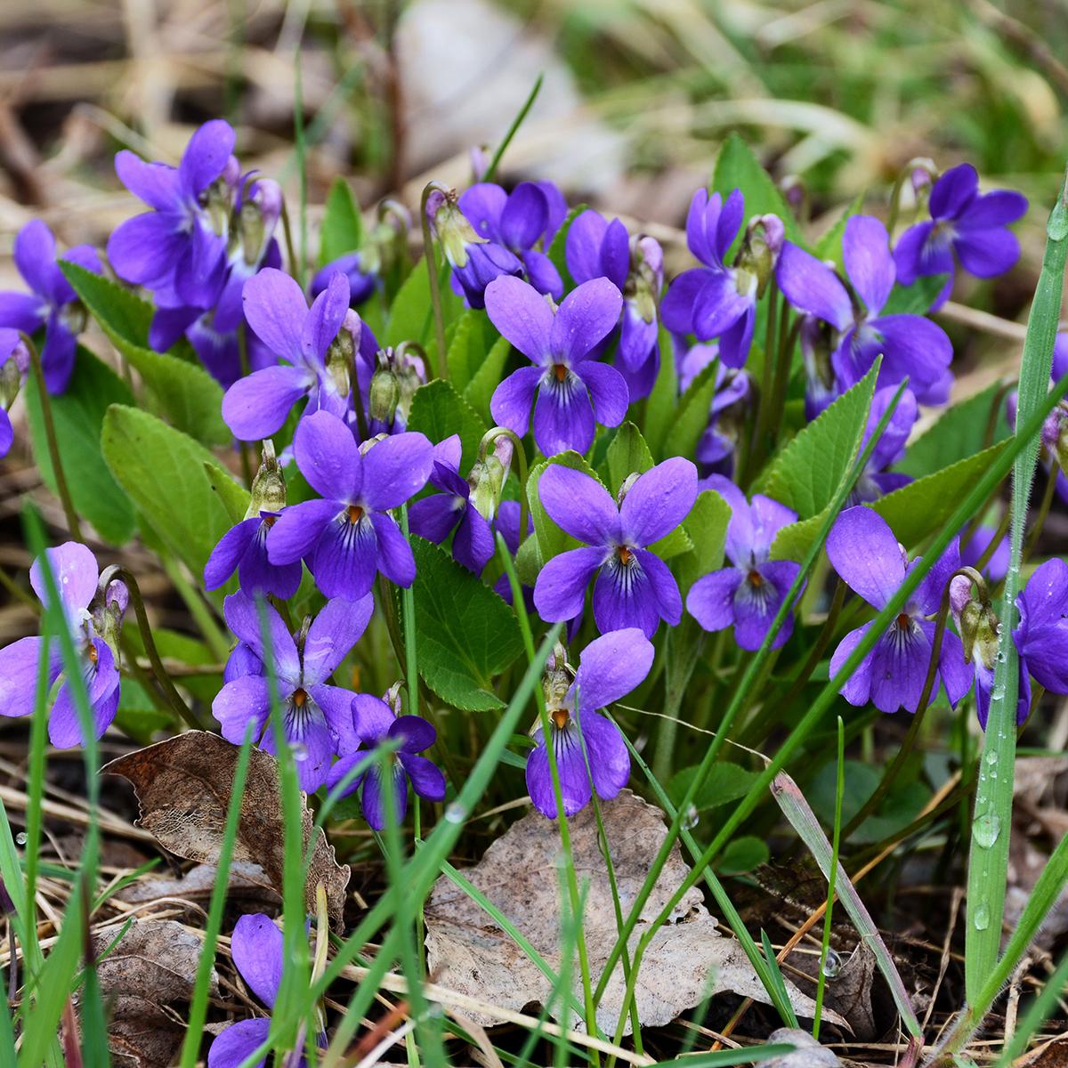 Viola odorata - Violette odorante - Une vivace des bois au parfum délicieux