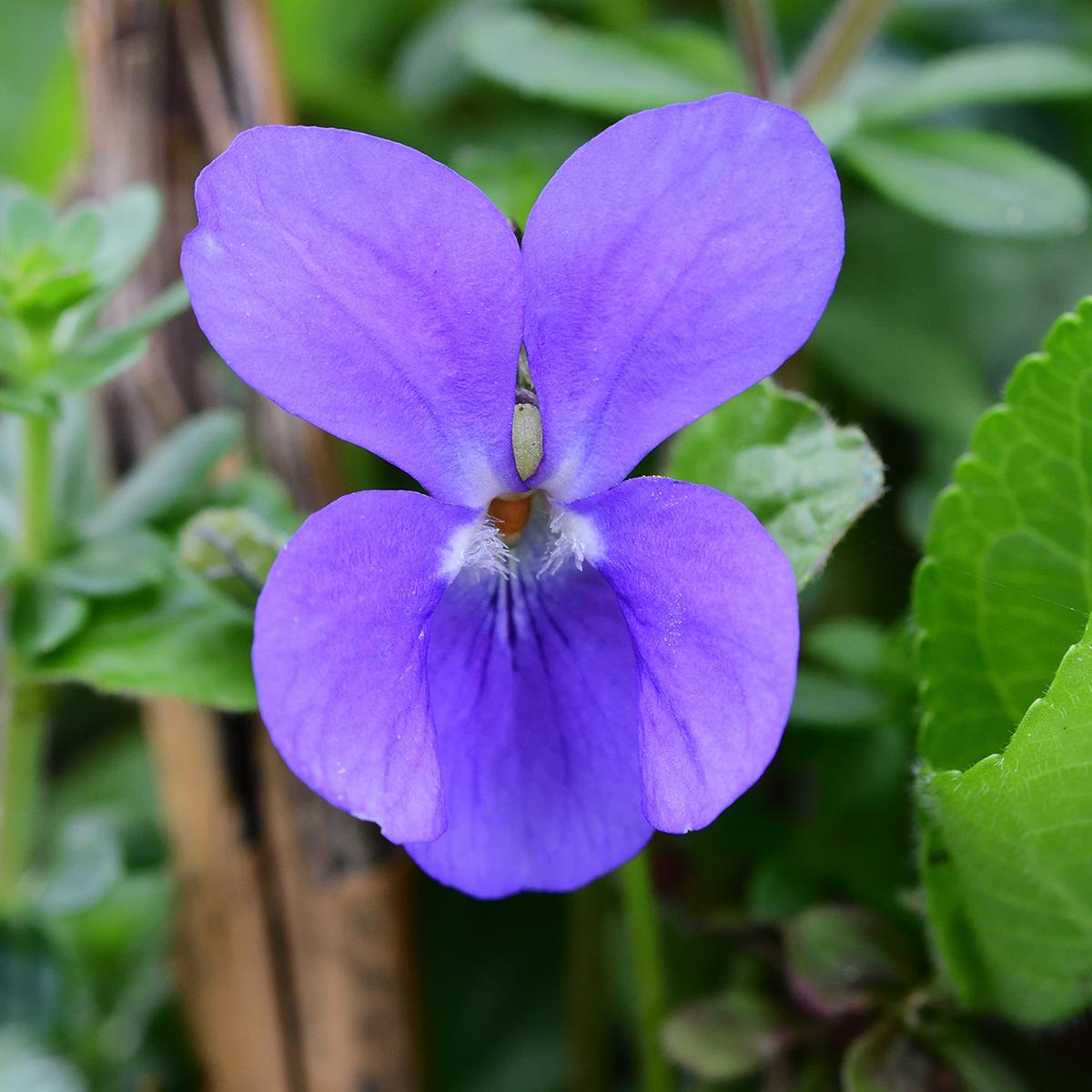 Viola odorata - Violette odorante - Une vivace des bois au parfum délicieux