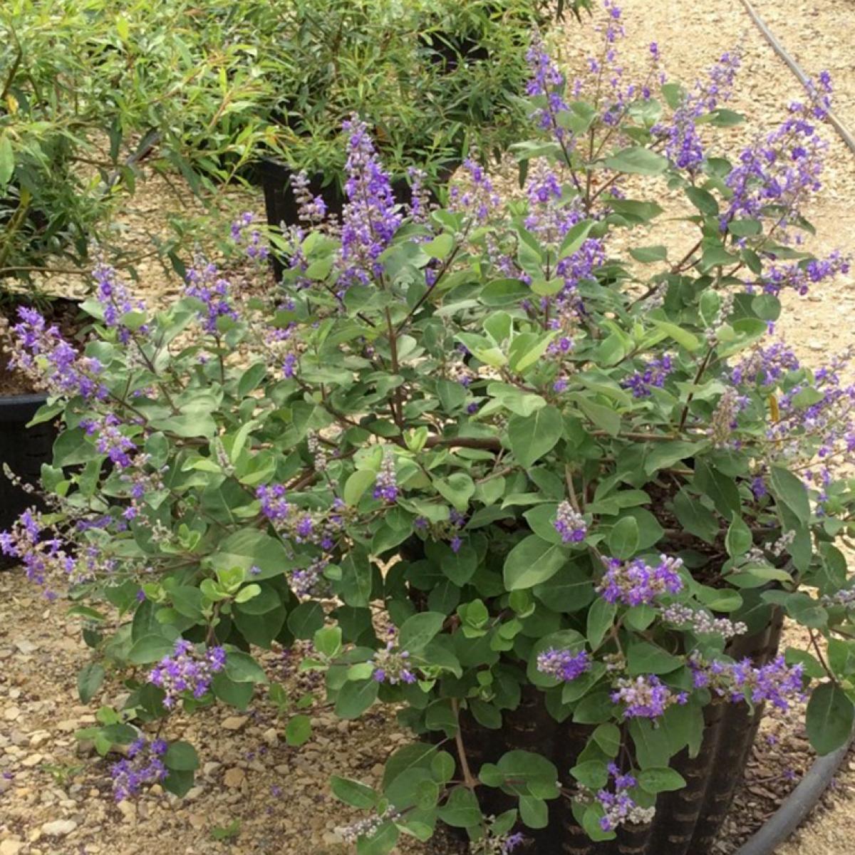 Vitex x agnus-castus Chicagoland Blues - Gattilier hybride compact aux ...