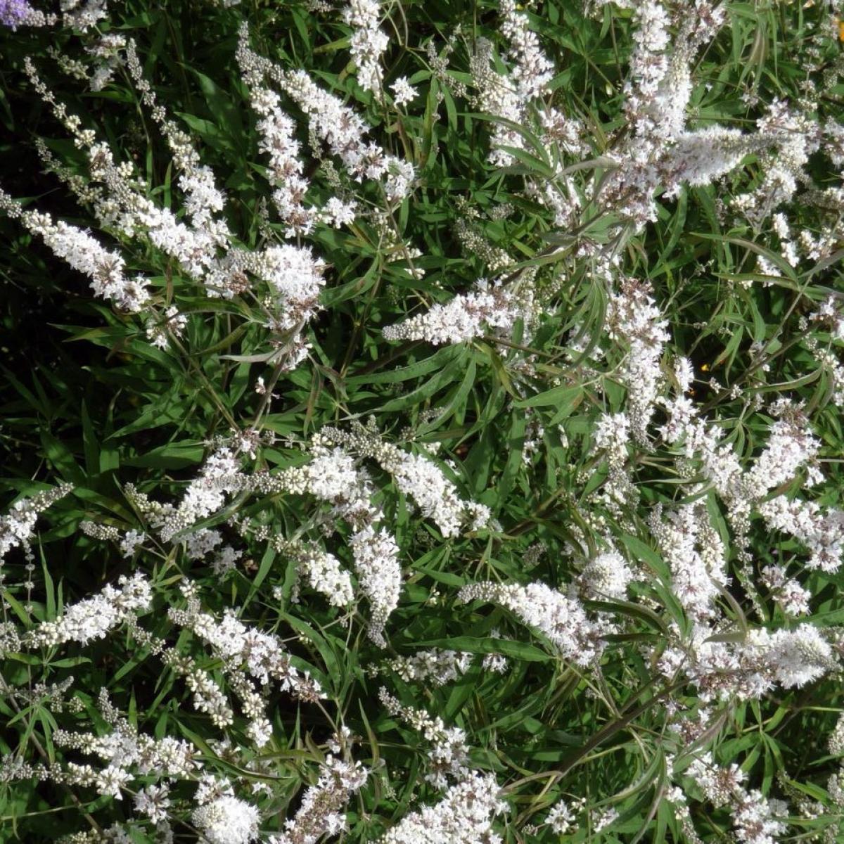 Vitex agnus-castus Silver Spire - Gattilier à fleurs blanches, très ...