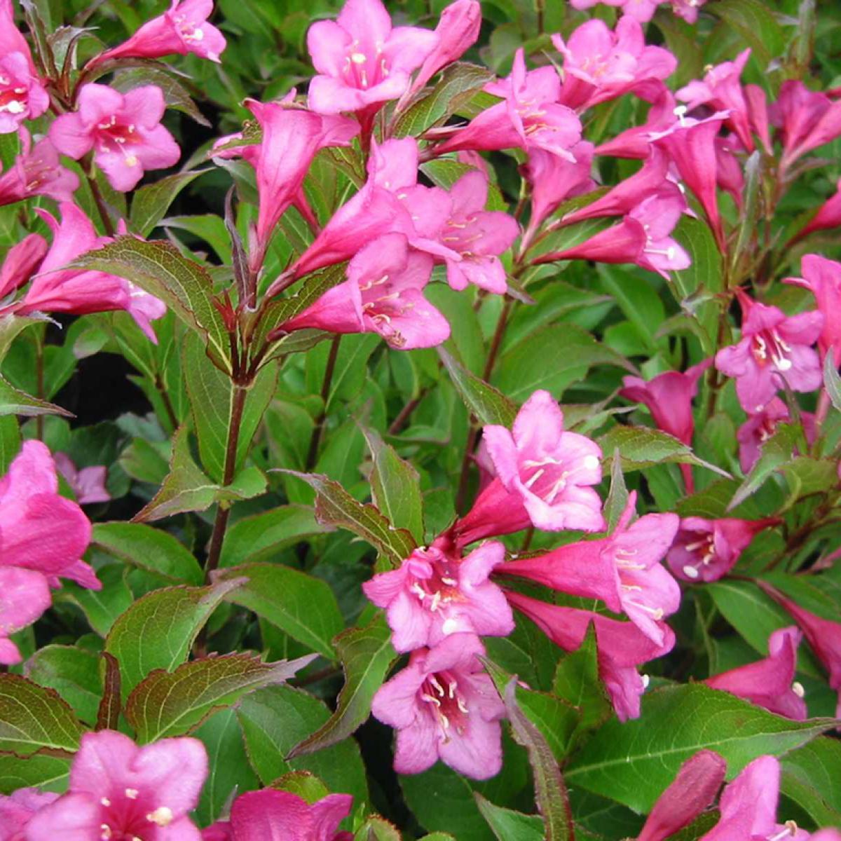Weigela Rumba - Arbuste caduc compact à floraison estivale rose pourpré