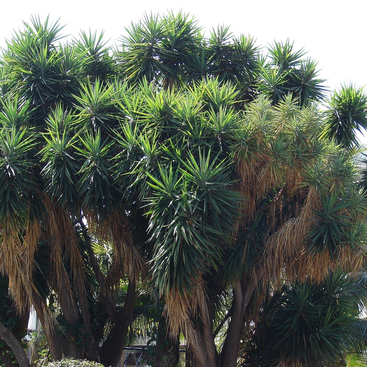 Yucca elephantipes Jewel - Yucca pied d'éléphant à feuillage panaché de ...