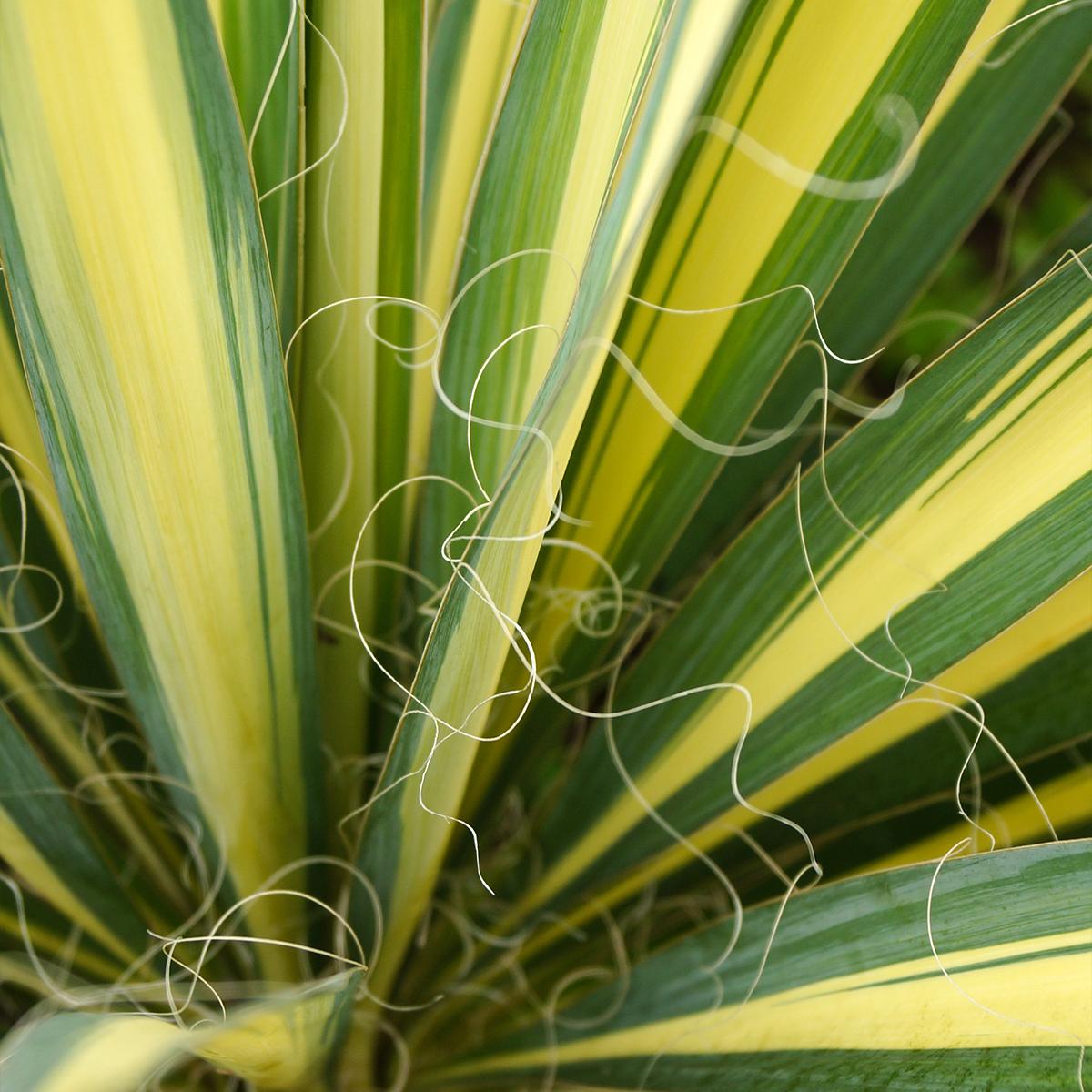 Yucca filamentosa Colour Guard - Yucca filamenteux jaune crème et vert