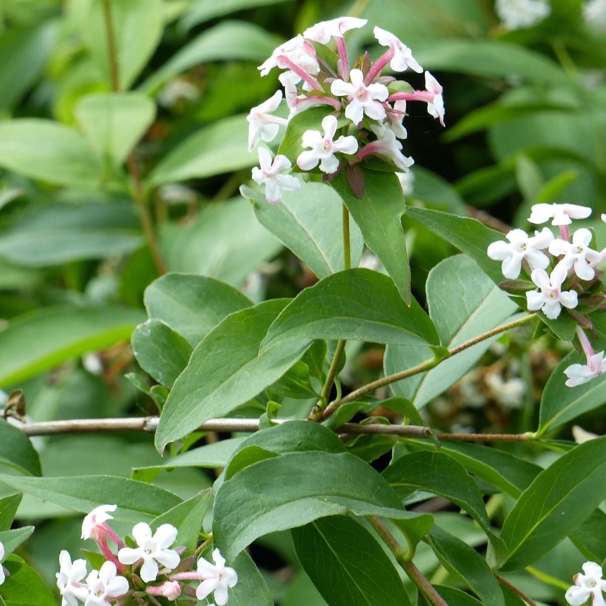 Abelia mosanensis Monia - Abélia parfumé, fleurs blanches très odorantes