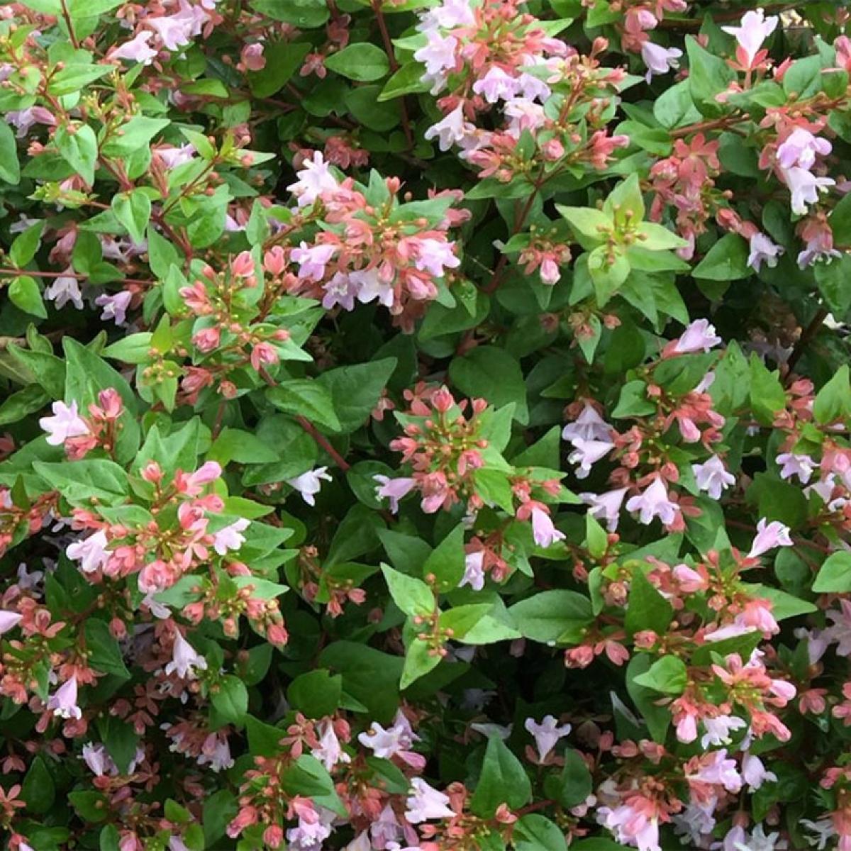 Abelia Raspberry Profusion - Abélia à floraison précoce et abondante ...