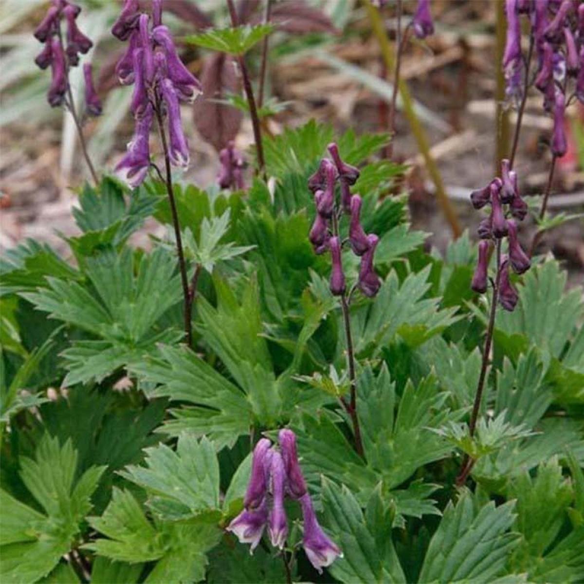 Aconitum Purple Sparrow – Aconit compact et vigoureux à fleurs pourpres