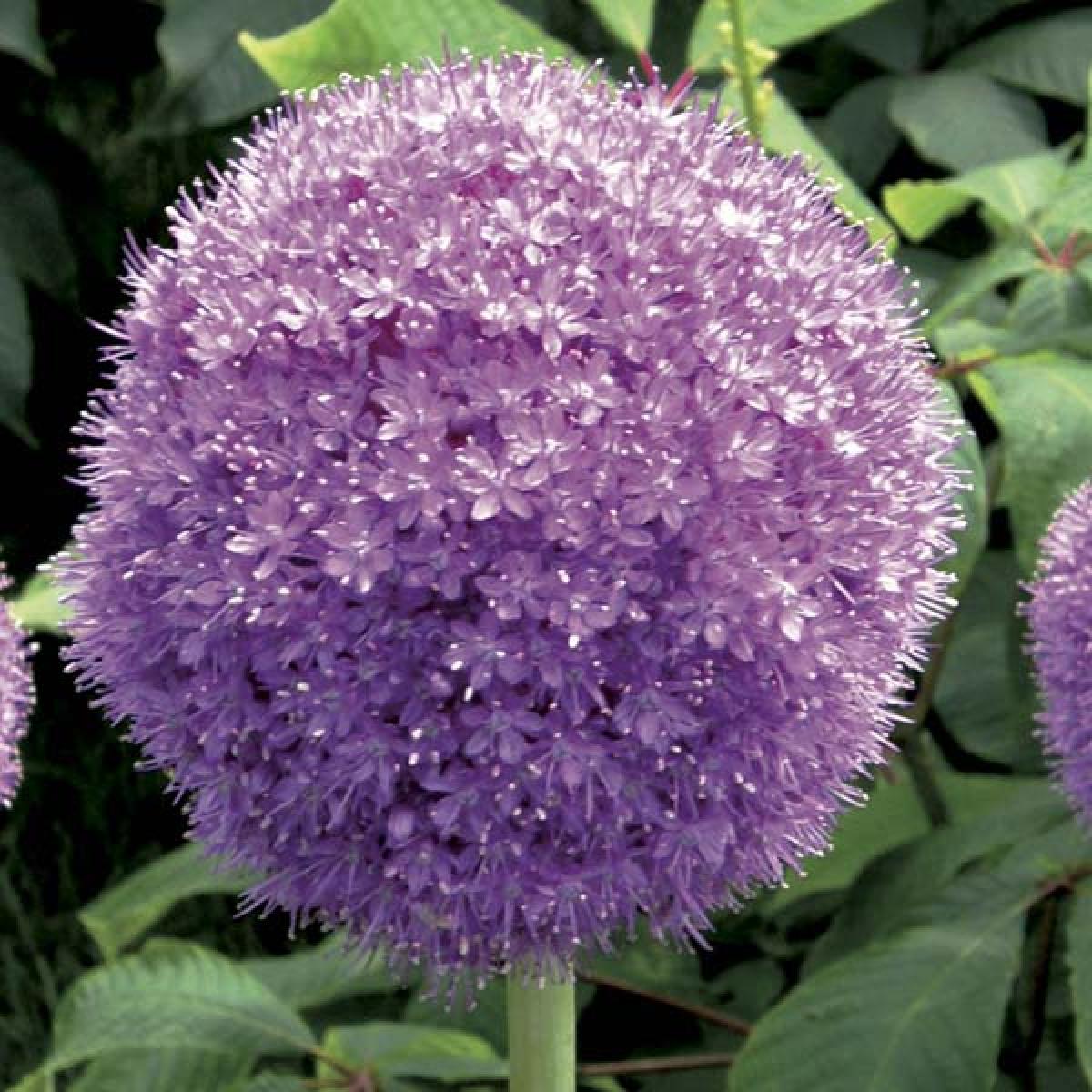 Ail d'ornement géant - Allium giganteum aux boules de fleurs lilas