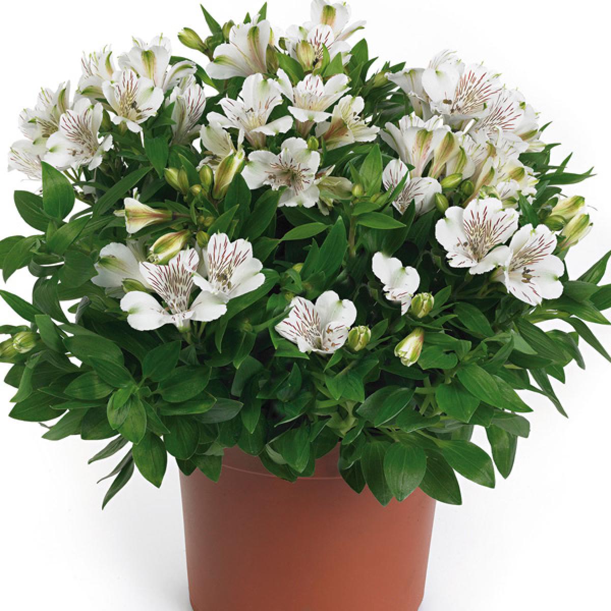 Alstroemeria Inticancha Magic White - Lis des Incas à fleur blanc pur ...