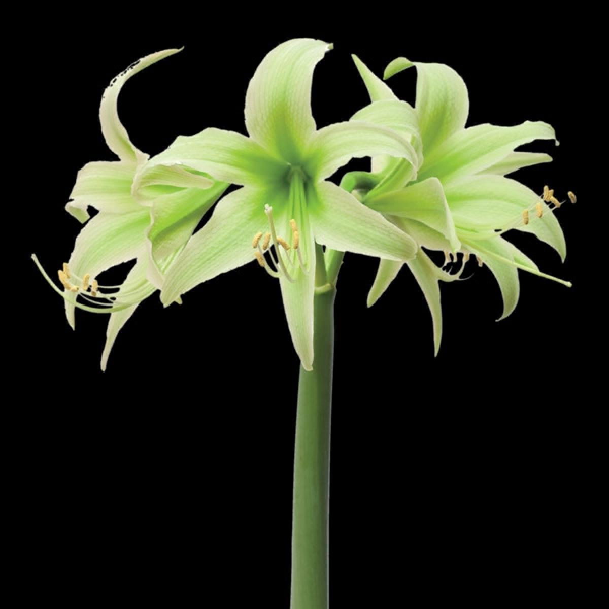 Amaryllis Evergreen - Hippeastrum unique au couleurs vert pomme en calibre 30 +, pour plus de ...