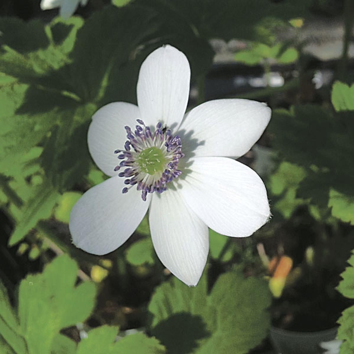 Anemone rivularis – Anémone des rives – Fleurs blanches à étamines mauves