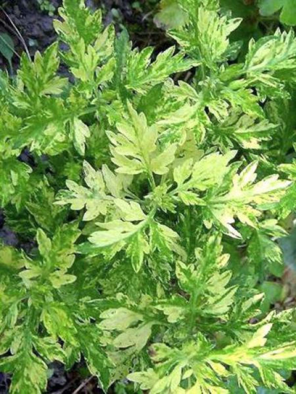 Artemisia vulgaris Oriental Limelight - Armoise panachée vert et doré