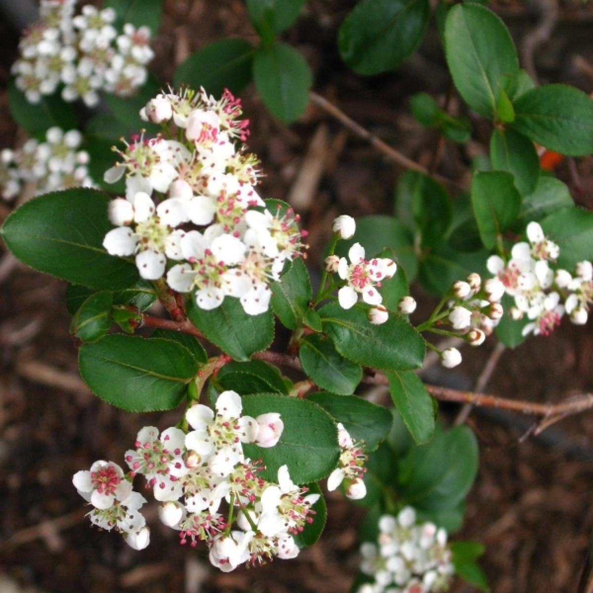 Aronia prunifolia Viking – Aronie pourpre à fruits noirs comestibles