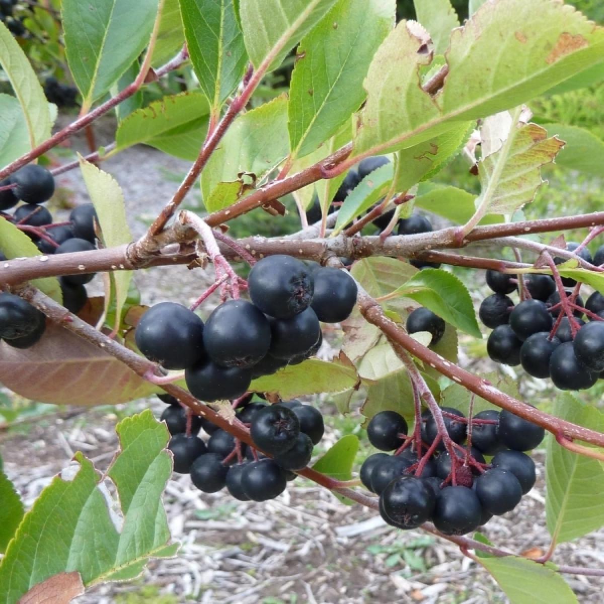 Aronia prunifolia Viking – Aronie pourpre à fruits noirs comestibles
