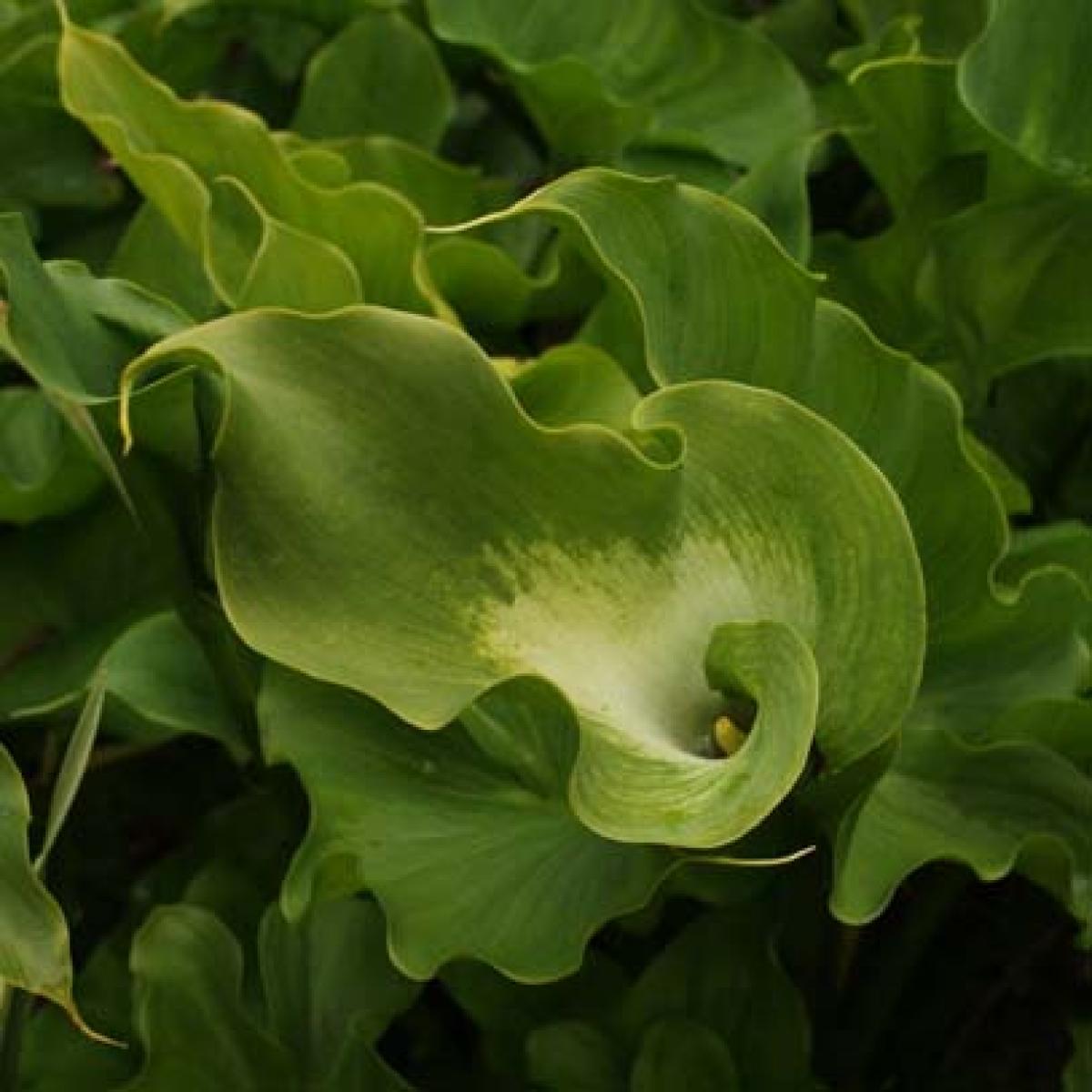 Calla ou zantedeschia, l'arum vert et blanc hybride très tendance