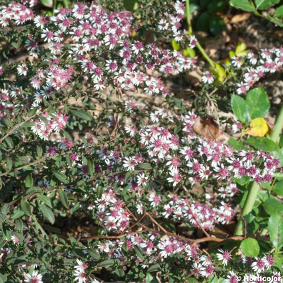 Aster lateriflorus Prince – Feuillage pourpre et fleurs blanches