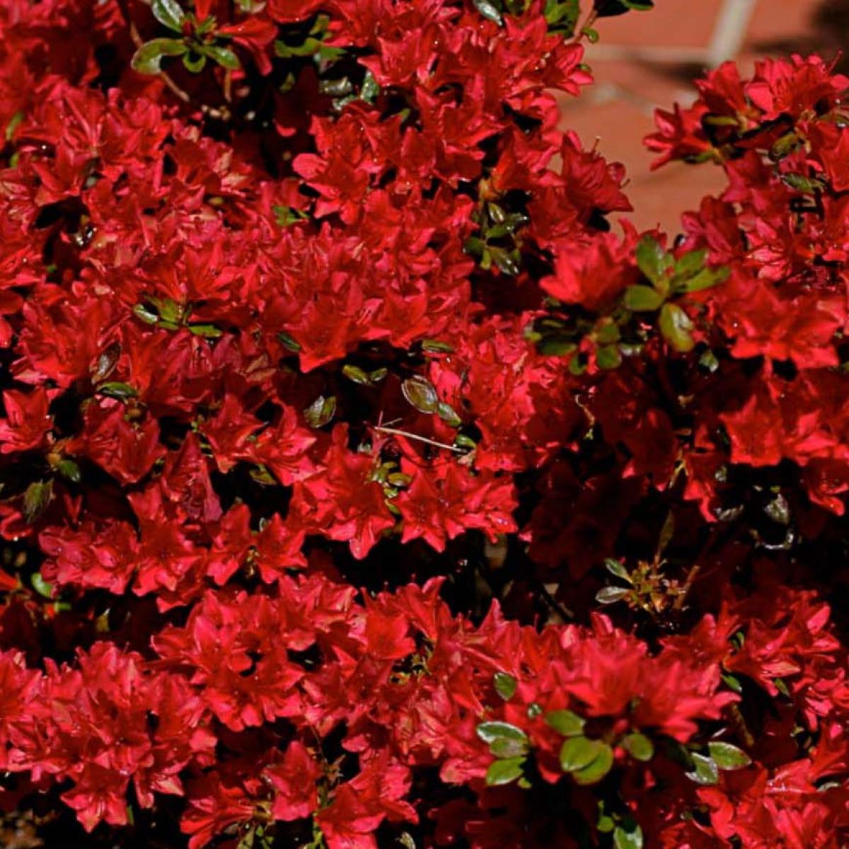 Azalée du Japon Hino Crimson - Azalea japonica à fleurs rouge brillant