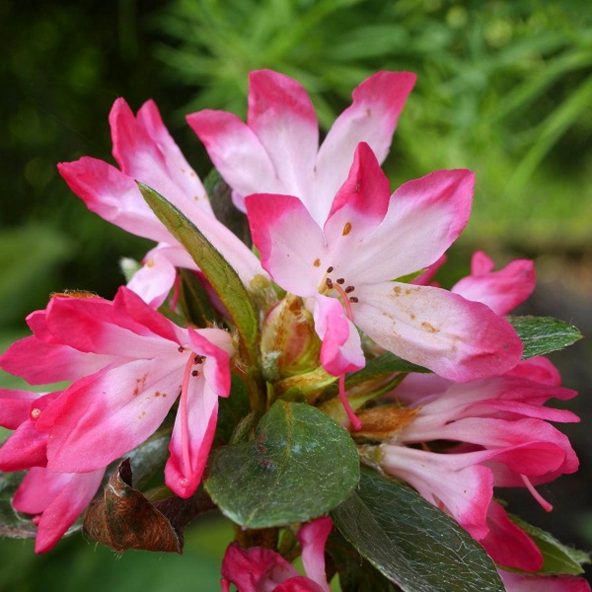 Azalea japonica Izumi no mai - Azalée japonaise à fleurs bicolores rose ...