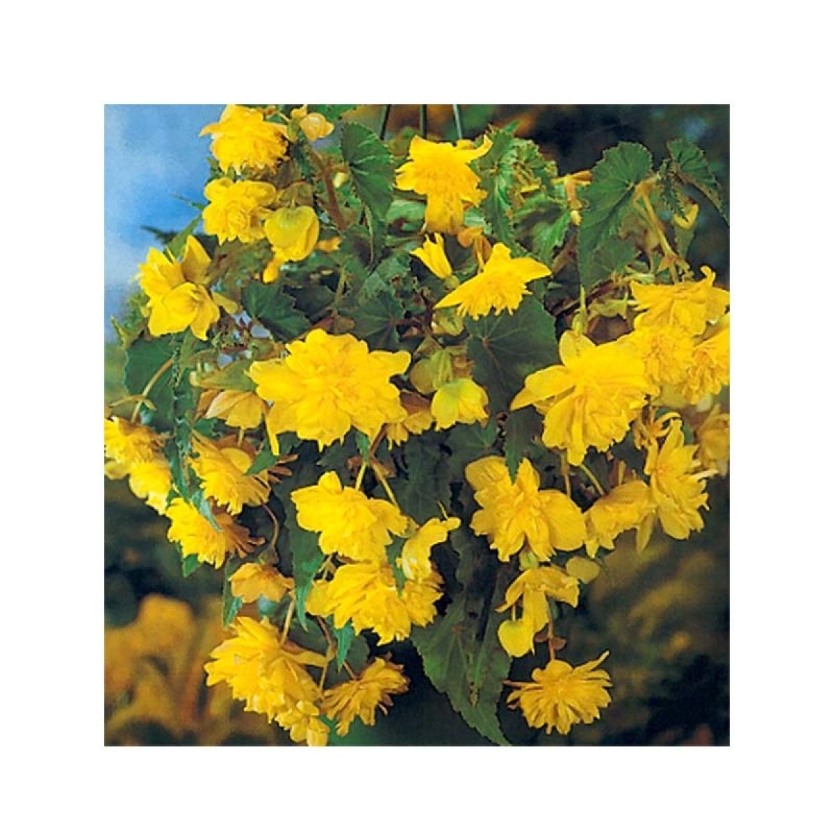 Begonia pendula Jaune - Bégonia retombant à fleurs jaunes doubles