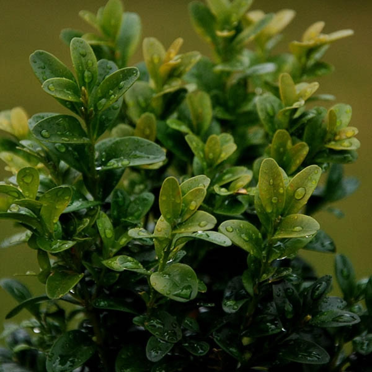 Buxus sempervirens – Buis commun, arbuste persistant pour haies basses