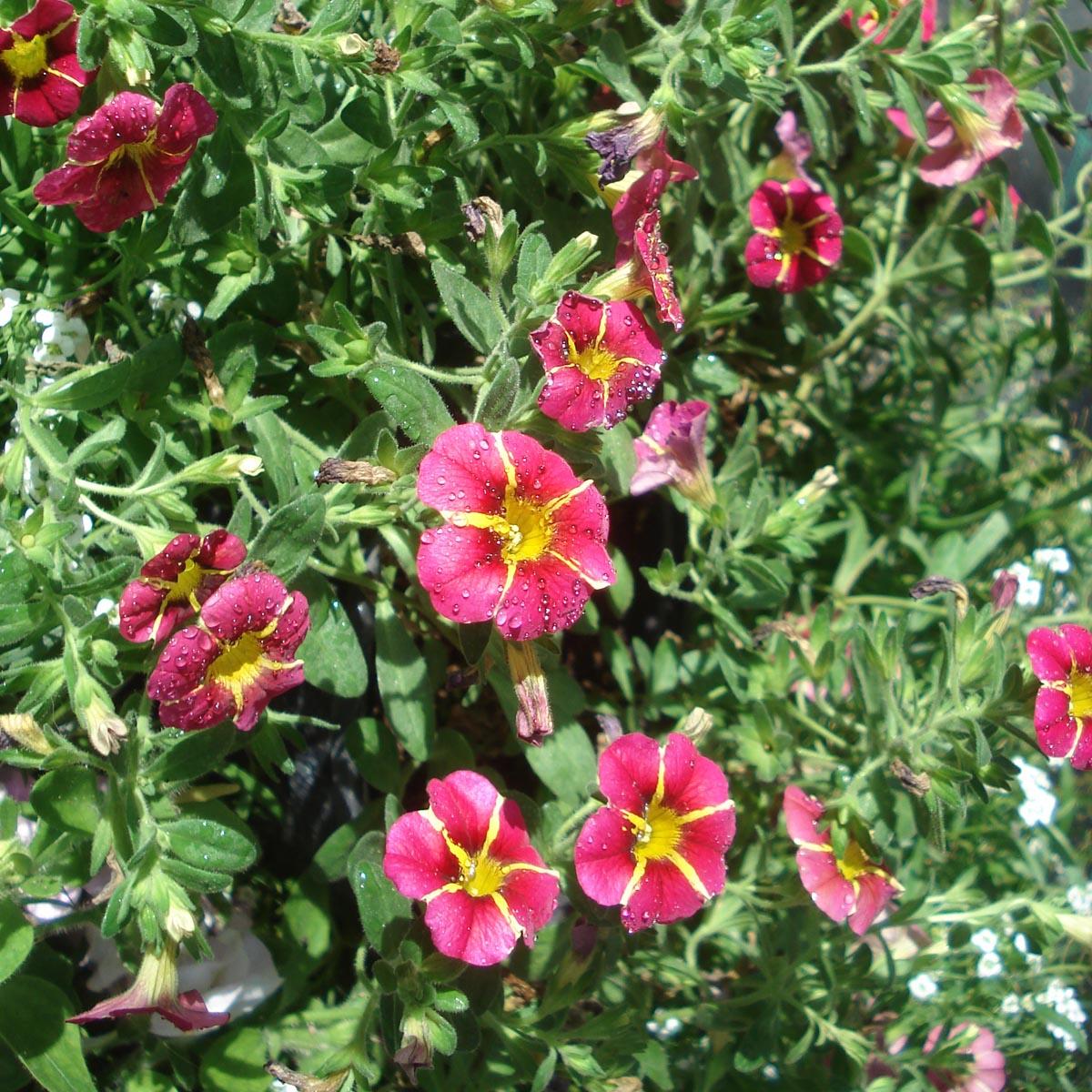 Le Calibrachoa Superbells Cherry Star, une annuelle aux fleurs simples ...
