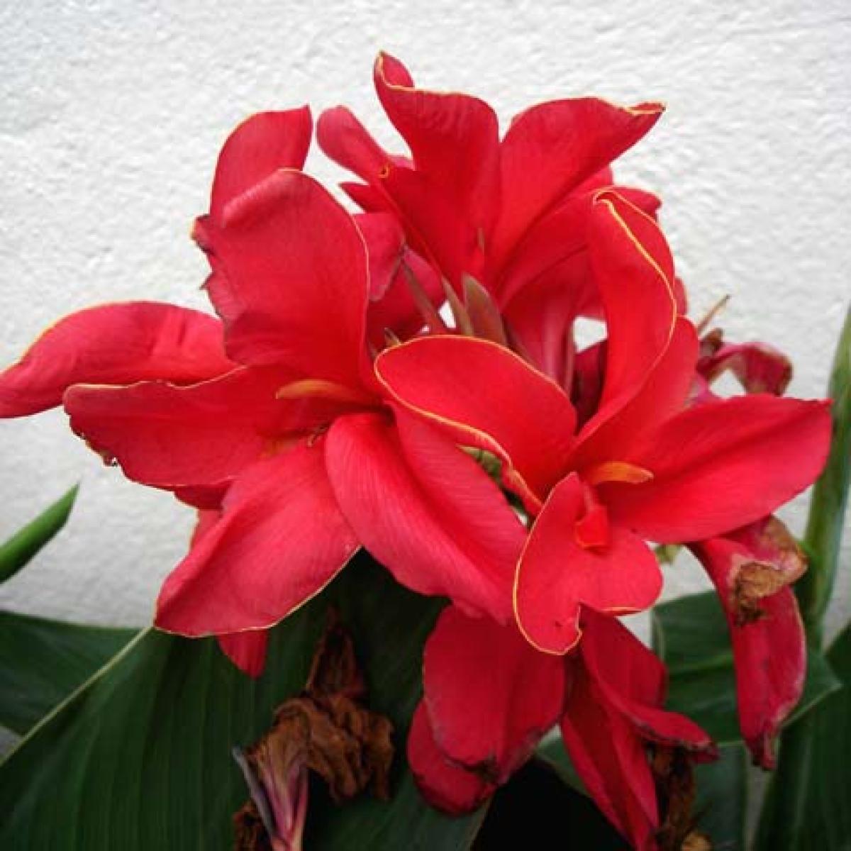 Canna BrillantUn grand Canna, ou Balisier, à fleurs rouge vif et à ...