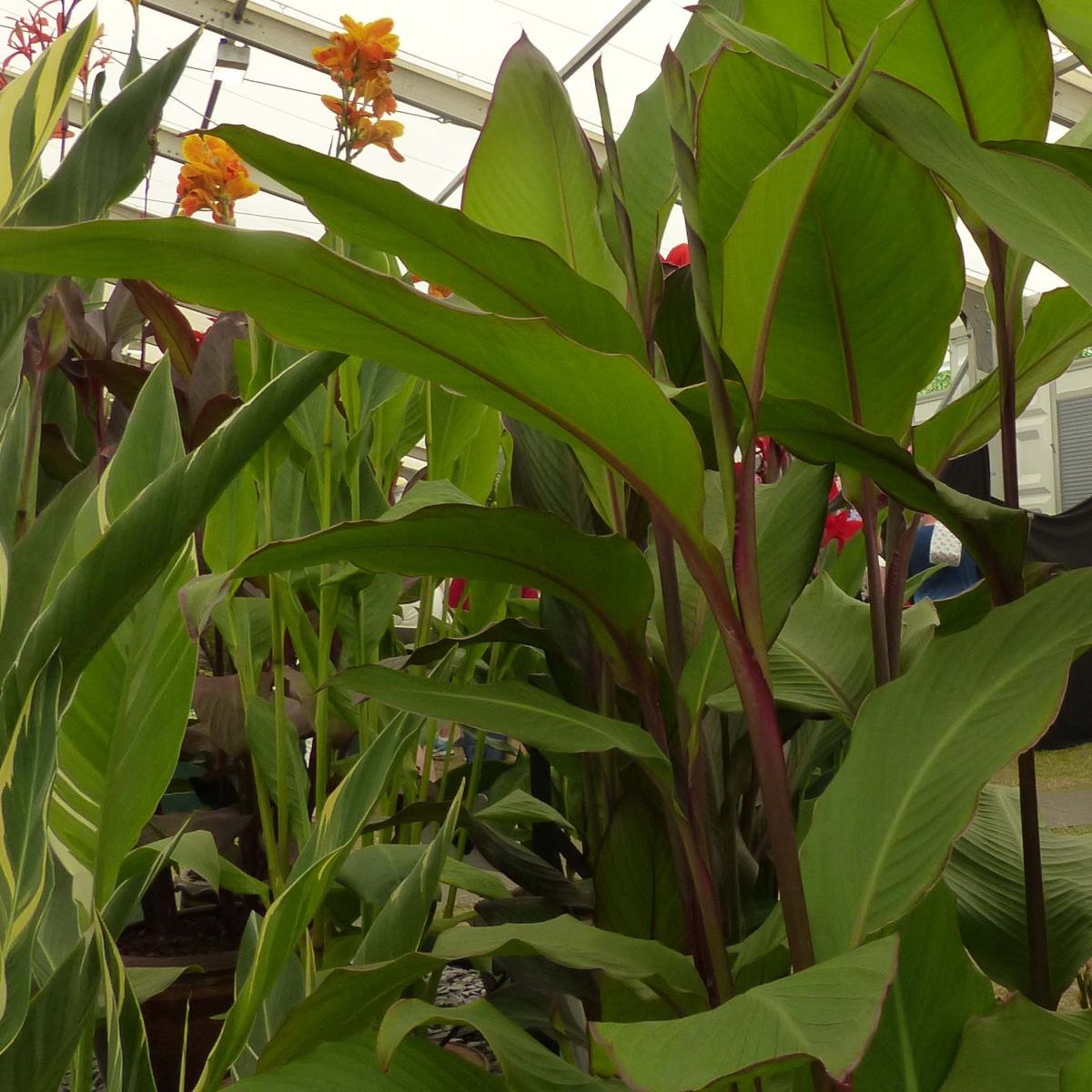 Canna musafolia - Canna Musifolia - Canna musaefolia - Canna géant ...