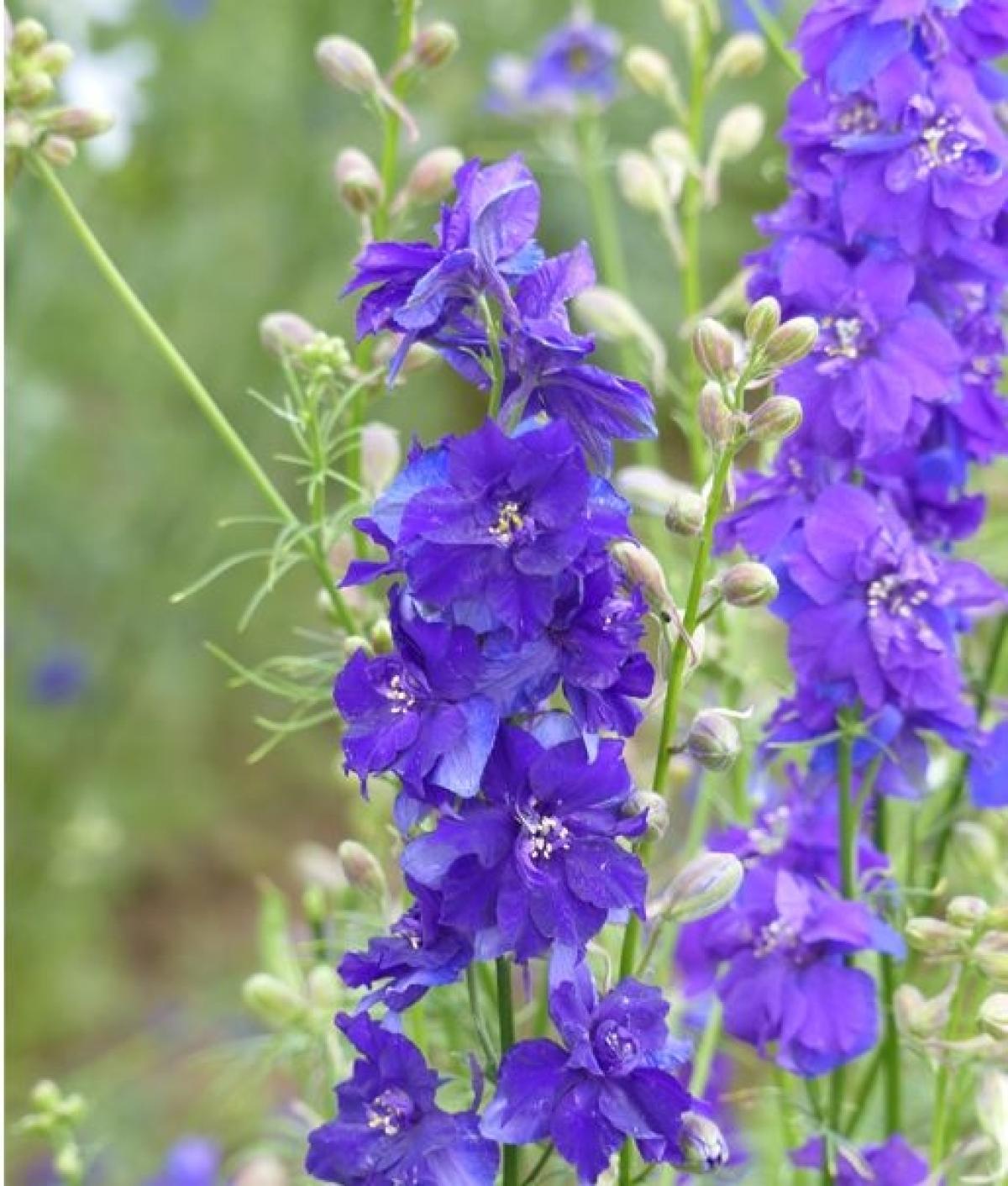 Delphinium consolida DelQIS dark Blue Edge - Graines de Pied d'Alouette ...