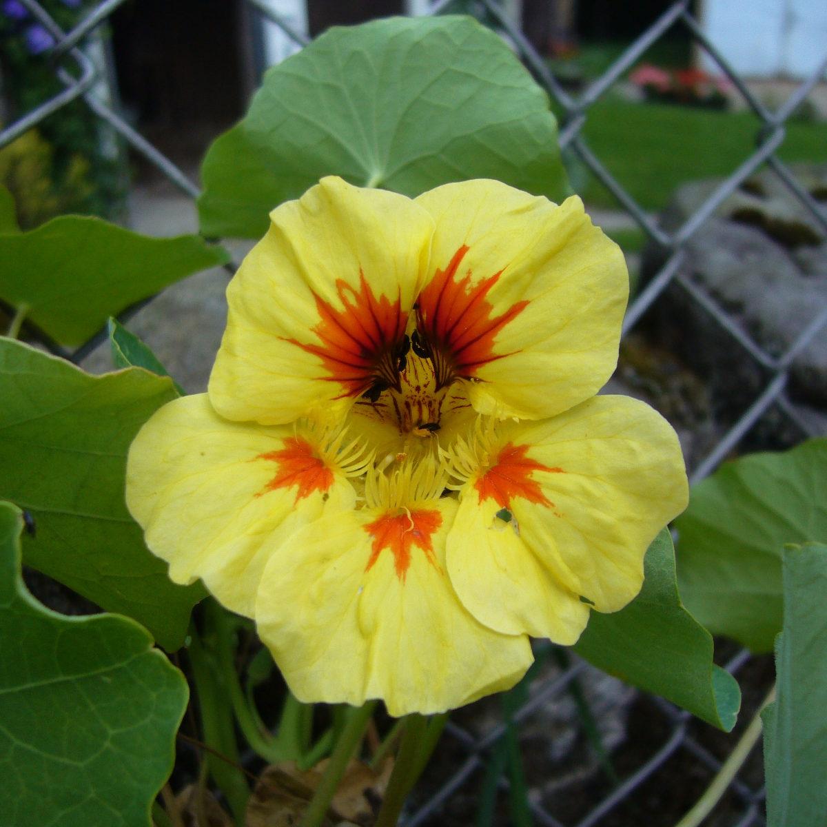 Grande Capucine (tropaeolum Majus) Baby Orange annuelle, grimpante aux ...
