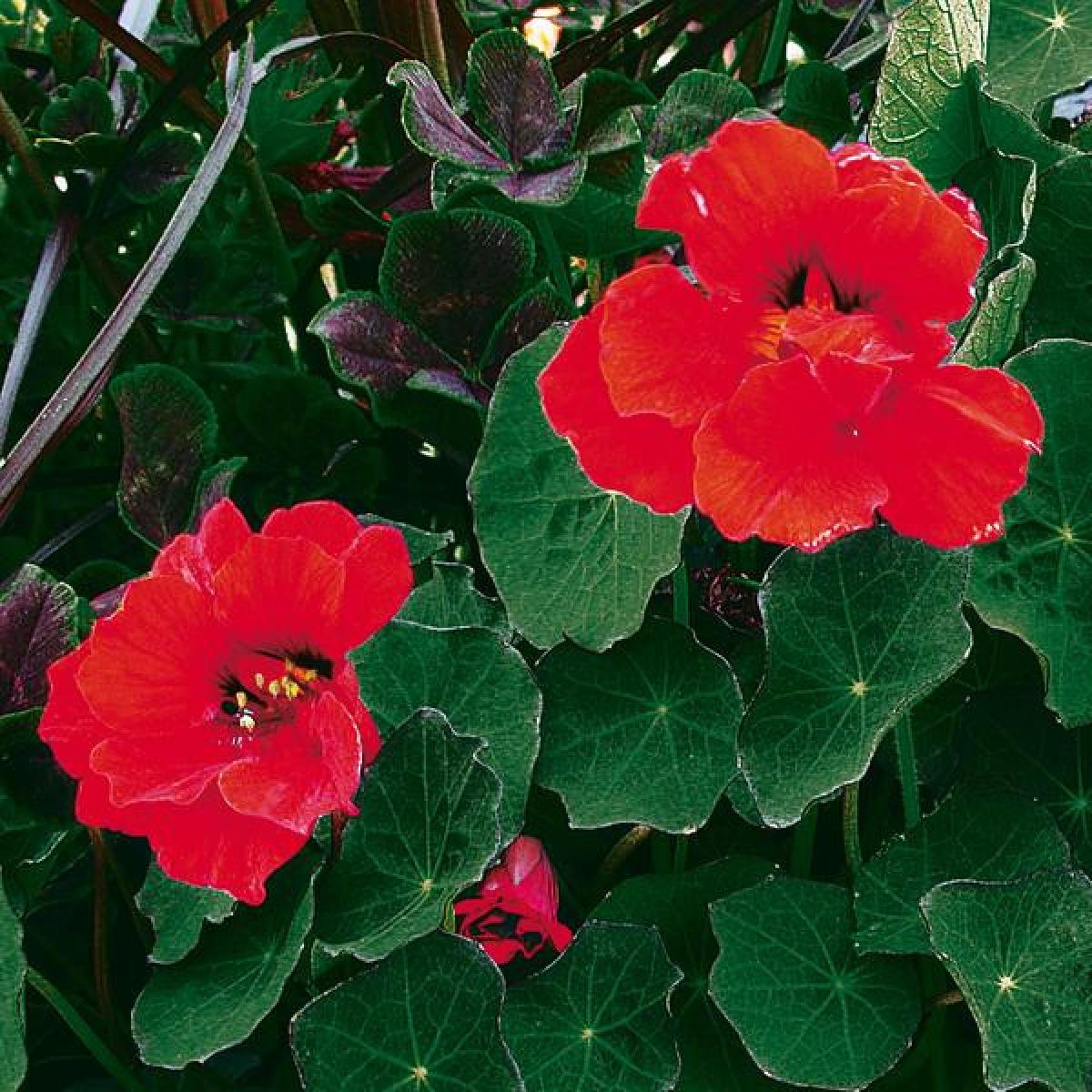 Grande Capucine (Tropaeolum Majus) rouge Red wonder annuelle, grimpante ...