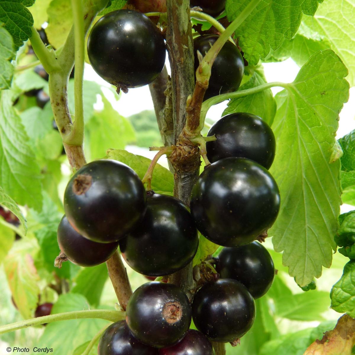 Cassis Noiroma - Ribes nigrum – Cassissier à fruits doux et sucrés