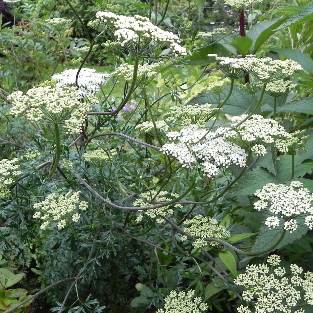 Cenolophium denudatum - Baltic Parsley - Ombellifère vivace à larges ...