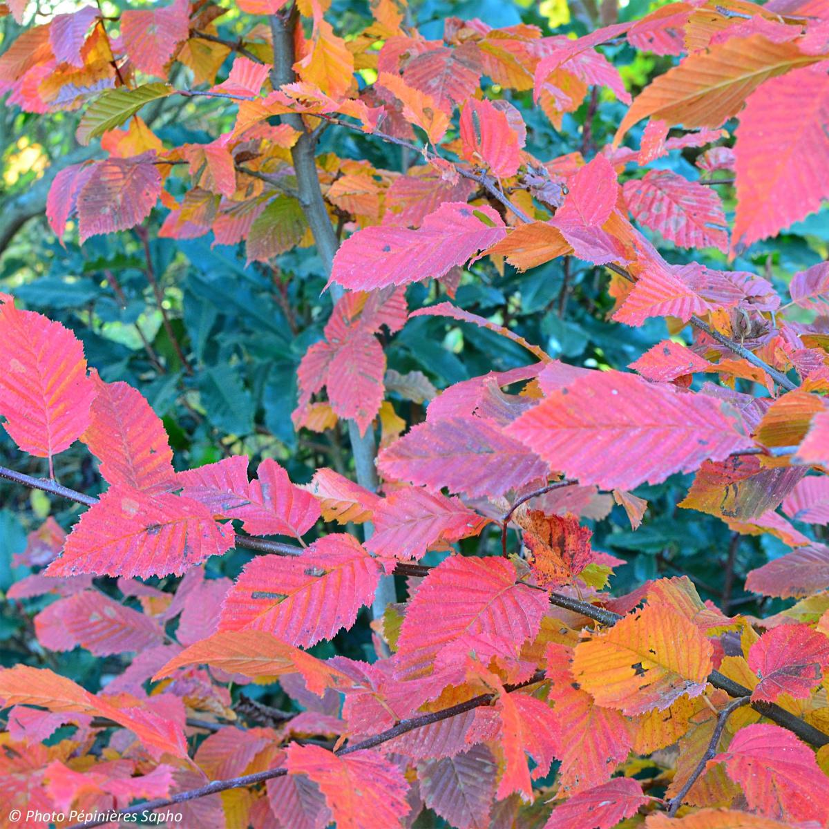 Carpinus betulus Rockhampton Red - Charme commun superbe en automne