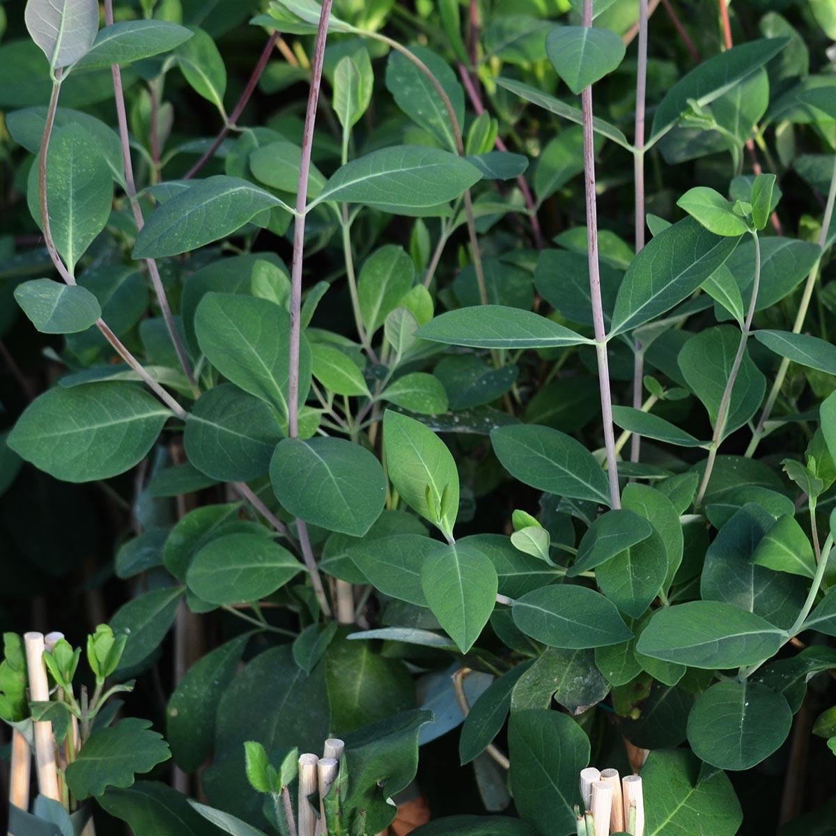 Lonicera x heckrotii Gold Flame - Chèvrefeuille caduc à petit développement