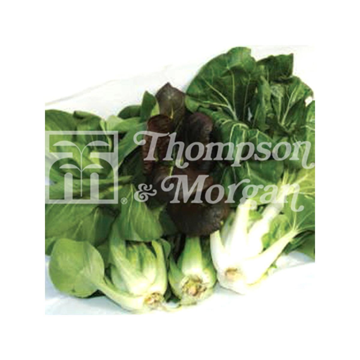 Chou Chinois Pak Choï Tricoloured Mix F1 - Graines potagères