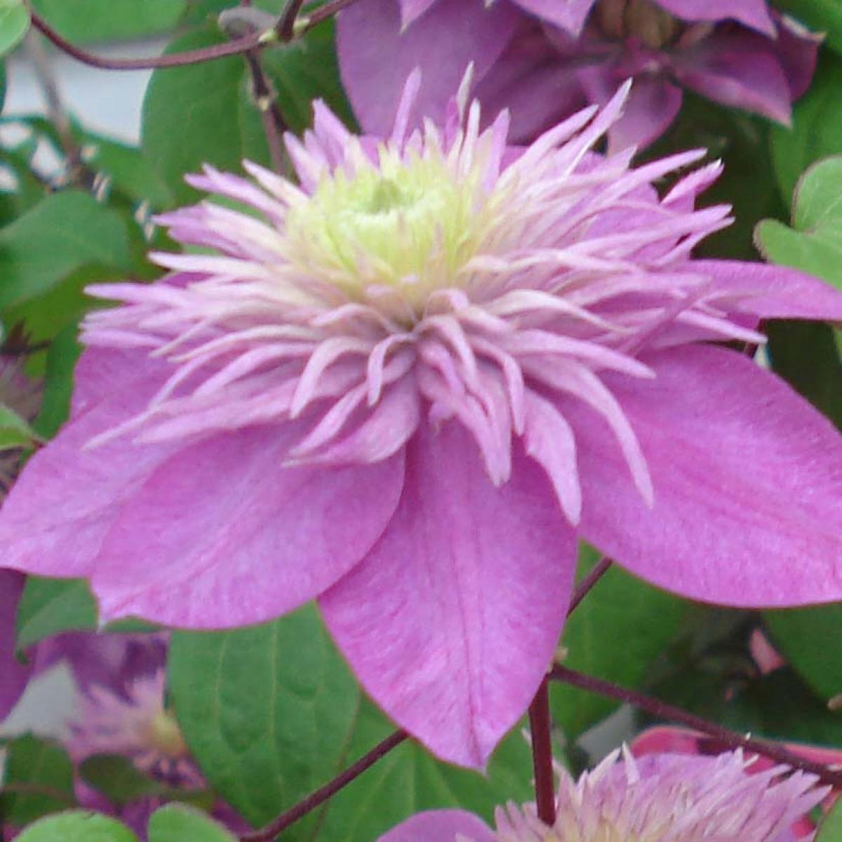 Clématite Kaiser (Empereur) - Clematis aux grandes fleurs rose vif