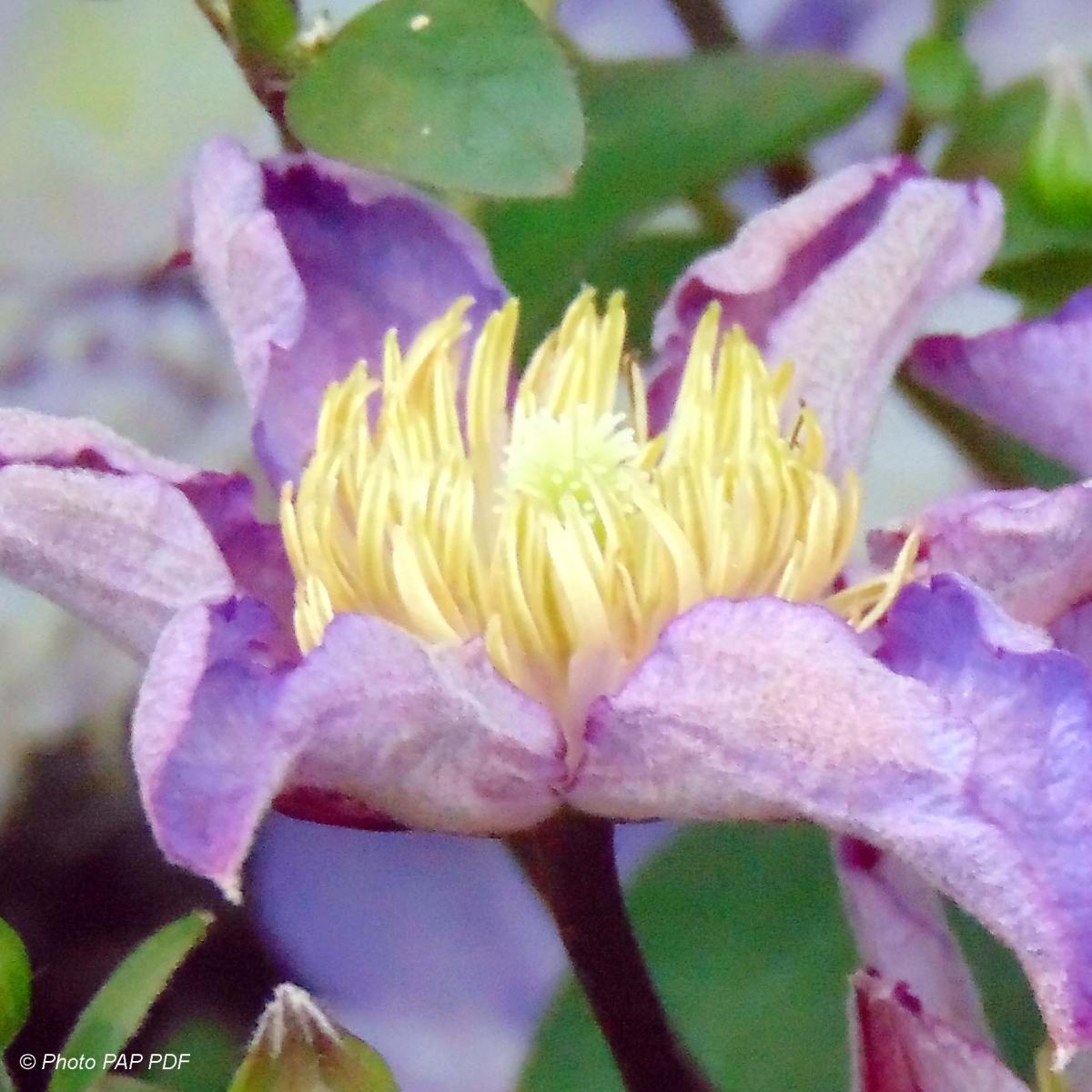 Clématite Exciting - Clematis patens à fleurs étoilées violettes